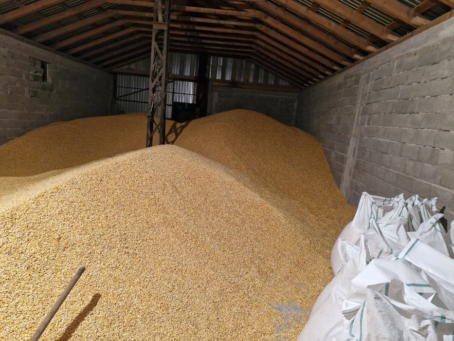 Porumb boabe 1 leu kg Timisoara • OLX.ro