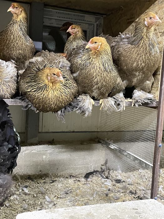 Pui de gaina de rasa Jersey Giant Combatant Plymouth Australorp Brahma ...