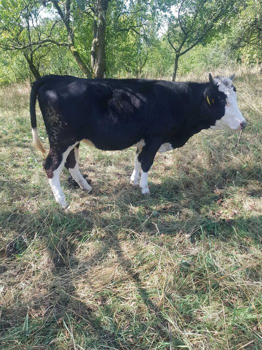 Vand 2 vaci tinere, una cu vitea sub ea, crescute pe gard electric Baia ...