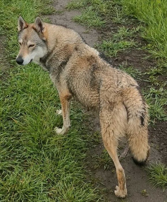 Pui de câine lup cehoslovac Vaslui • OLX.ro