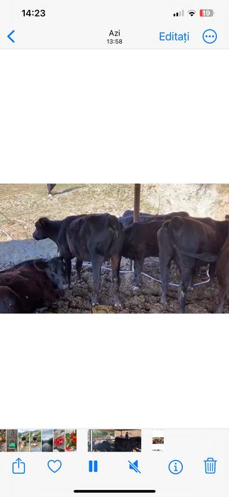 Vând vaci angus cu certificat de origine și înscrise în asociație Runcu • OLX.ro