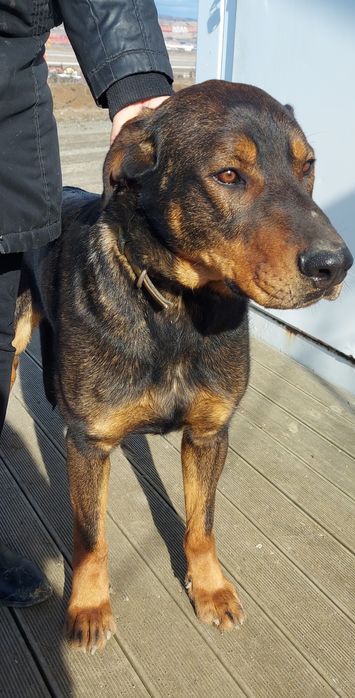 Donez mascul mixt doberman cu malinois Cluj-Napoca • OLX.ro
