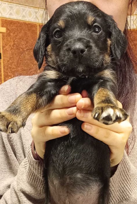 Donez pui metisi de beagle Bucuresti Sectorul 3 • OLX.ro