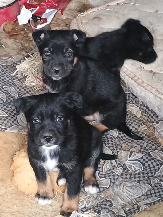 Donez pui de caine Craiova • OLX.ro