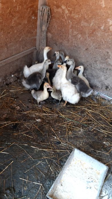 Vând boboci de gâscă chinezească leseasca Tiganesti • OLX.ro