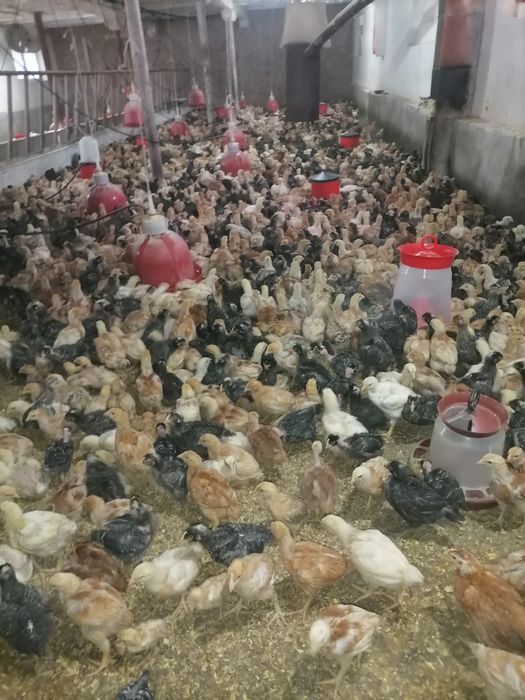 Pui zburati de gaina si dr curca Malureni • OLX.ro