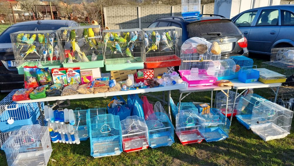 De vânzare colivii,papagali de diferite feluri,zebrute,canari,hamsteri ...