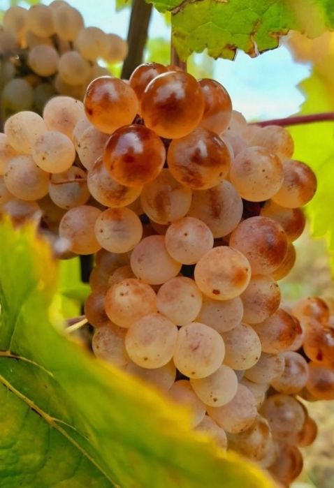 Struguri de vin de diferite soiuri Slatina • OLX.ro