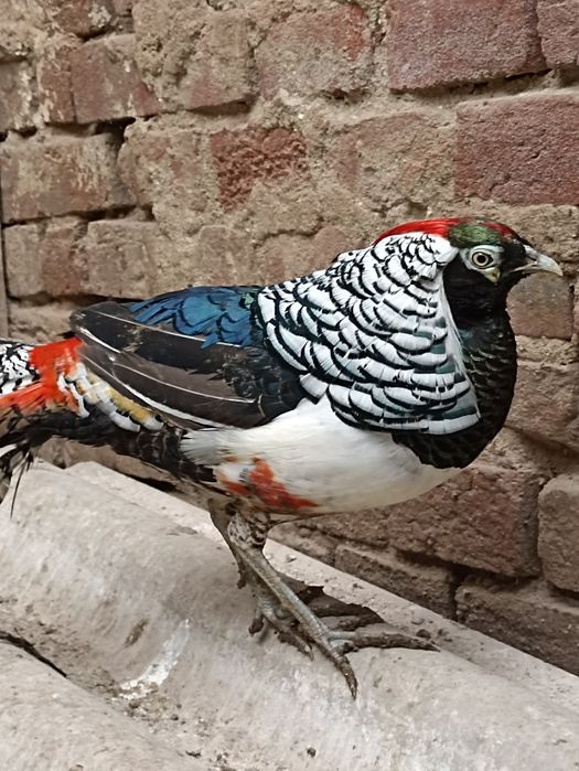 Vînd mascul de fazan diamant din anul 2022 , din primăvară . 250 LEI . Braniste • OLX.ro