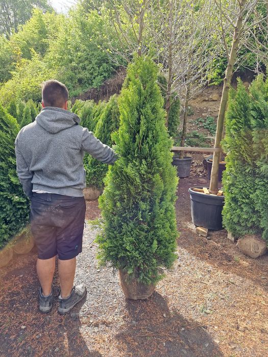 Tuia extra 2m ( brazi tuia, smaragd, occidentalis columnaris etc ...