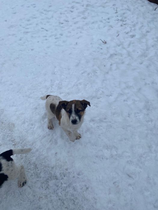 Ofer spre adoptie 4 catelusi Nou Roman • OLX.ro