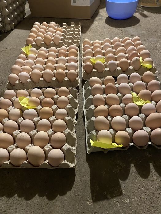 Oua Gaini Australorp Craiova • OLX.ro