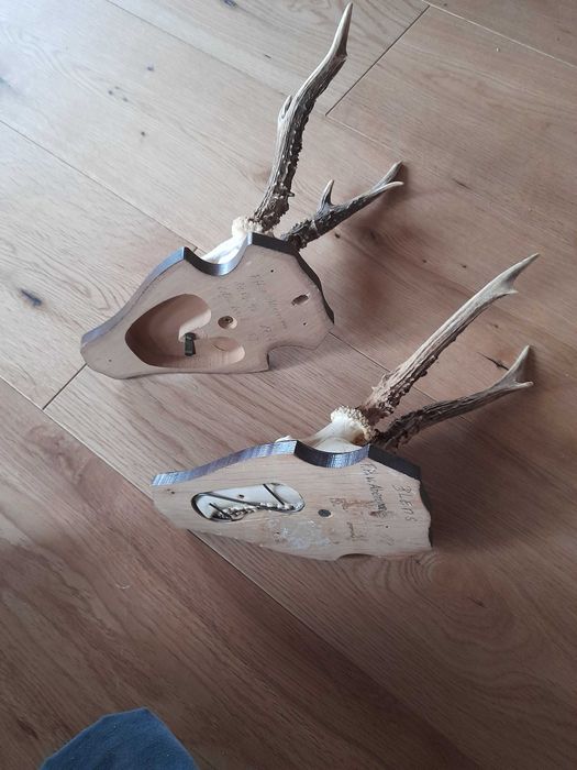 Trofeu coarne cerb si trofeu corne caprior Valea Moldovei • OLX.ro