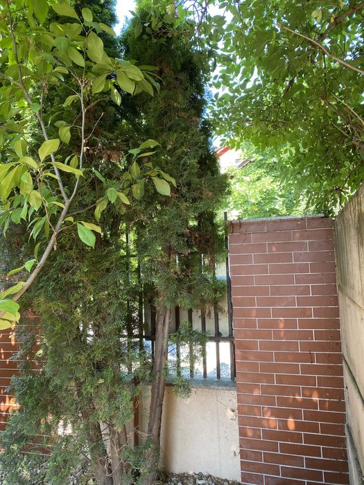 Arbusti decorativi, tuia, leylandi, mesteacan pitic Timisoara • OLX.ro