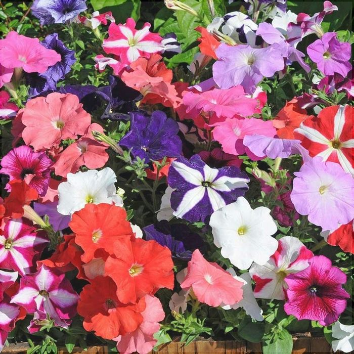 Rasaduri flori petunii pansele muscate craite Dorohoi • OLX.ro