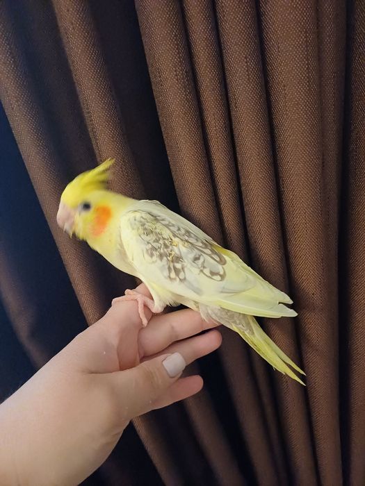 Papagali nimfe pui blanzi crescuti la mana Oradea • OLX.ro