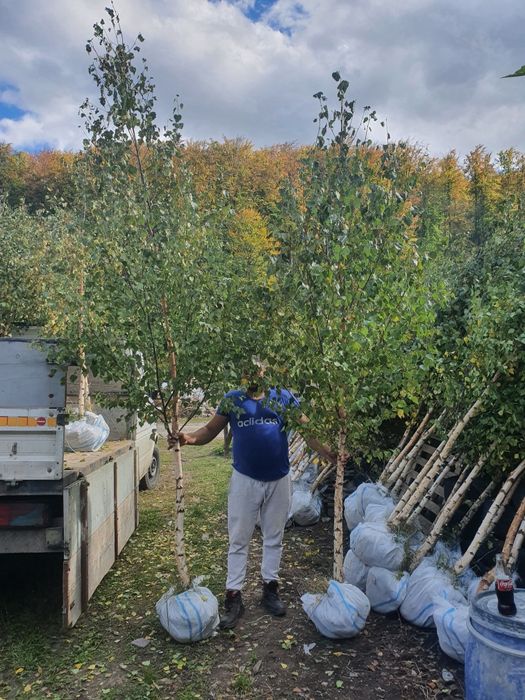 Plante ornamentale /mesteacăn/tei de floare/leilandii/brazi / Bucuresti ...