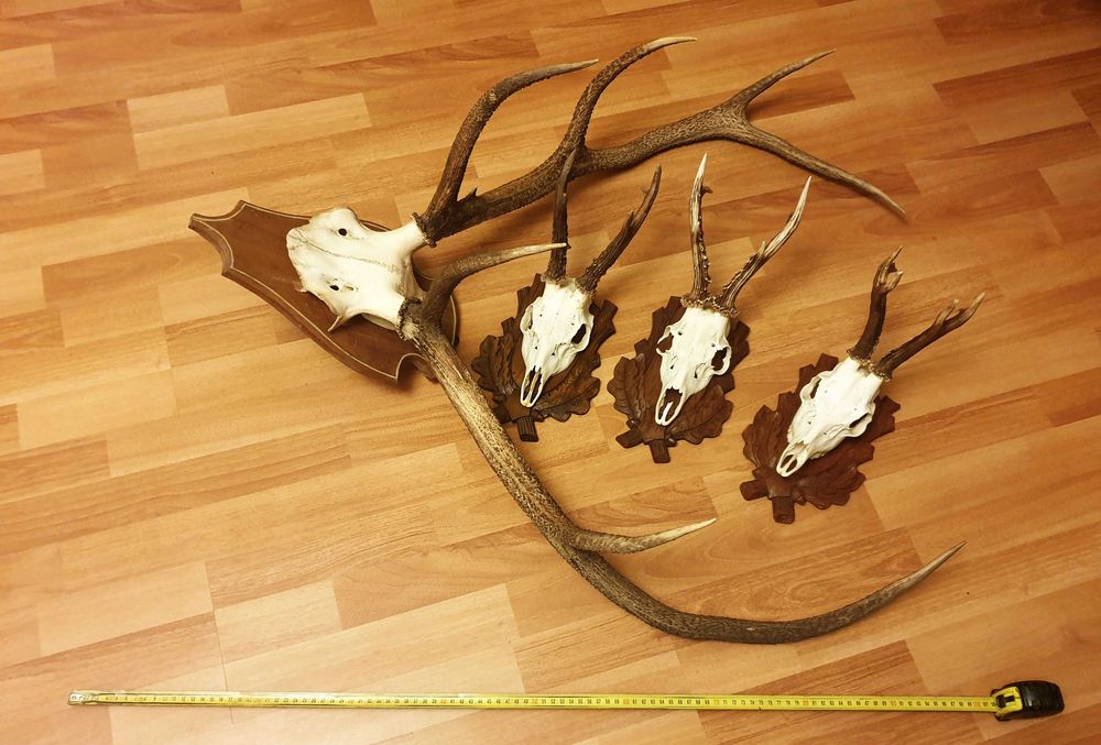Set decorativ de trofee de cerb si caprior_77 Brasov • OLX.ro