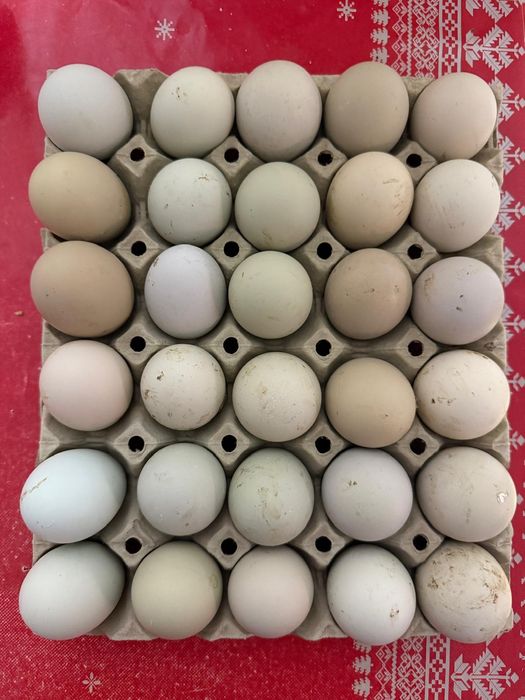 Ouă verzi Ameraucana(consum și incubat) Resita • OLX.ro