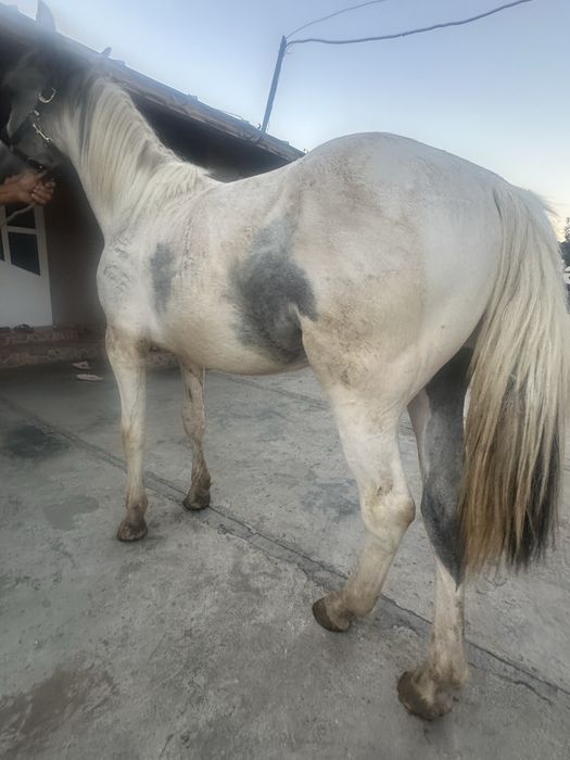 De vanzare cal de RASA PINTO HORSE Smeeni • OLX.ro