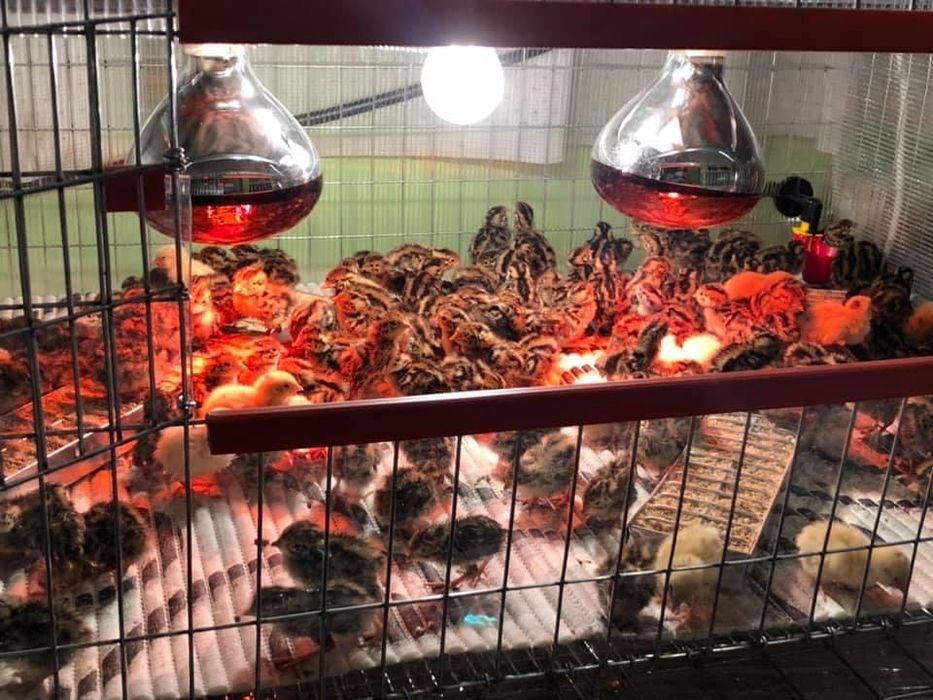 Oua Prepelite pui Custi capcane maternitati rastele Pitesti • OLX.ro