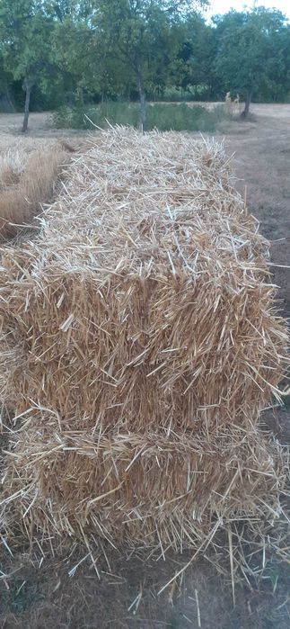 Vind Baloti fîn și paie de griu și de ovaz Brad • OLX.ro