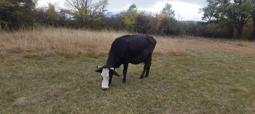 Vacă Holstein de vânzare Targu Jiu • OLX.ro