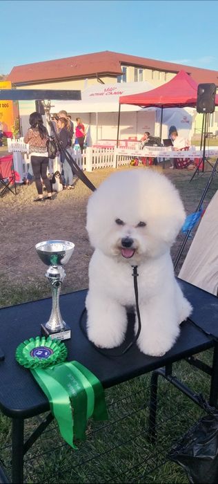 Bichon frisee cu pedigree Craiova • OLX.ro
