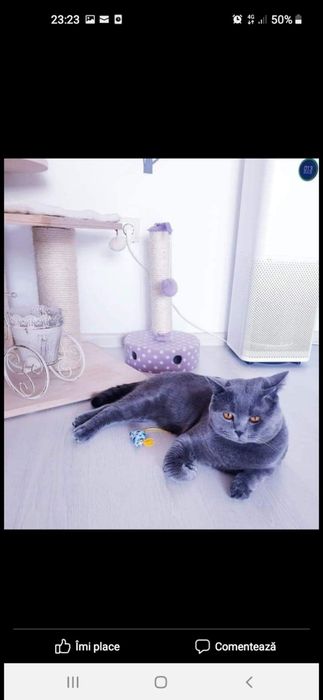 Pisoi Brittish Shorthair Blue Pitesti • OLX.ro