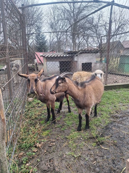 Vand 2 Tapi si o capra Alpini francezi Vadu Izei • OLX.ro