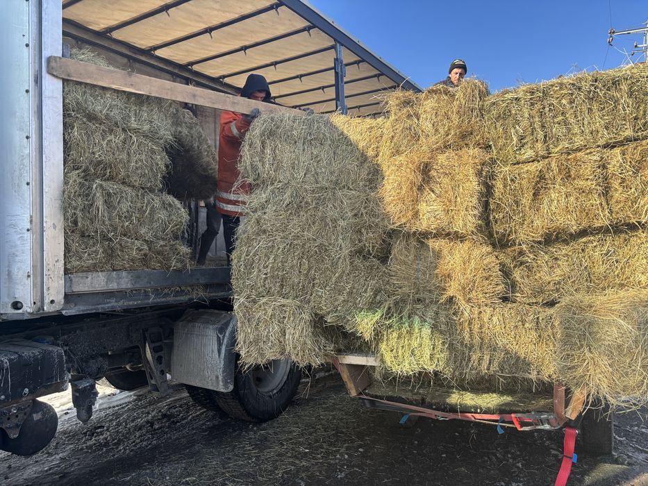 Baloti de Fan productia 2024 Transport la domiciliu Catalina • OLX.ro