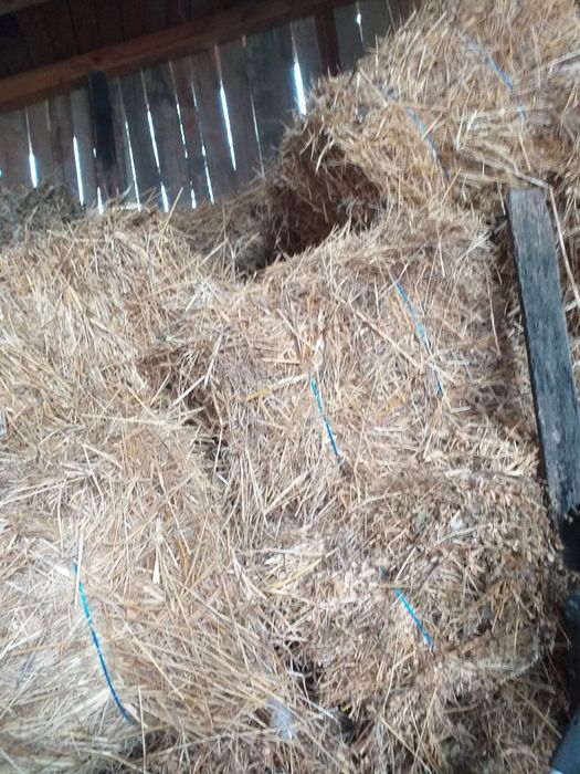 Baloti lucerna si paie,fan Jugastru • OLX.ro