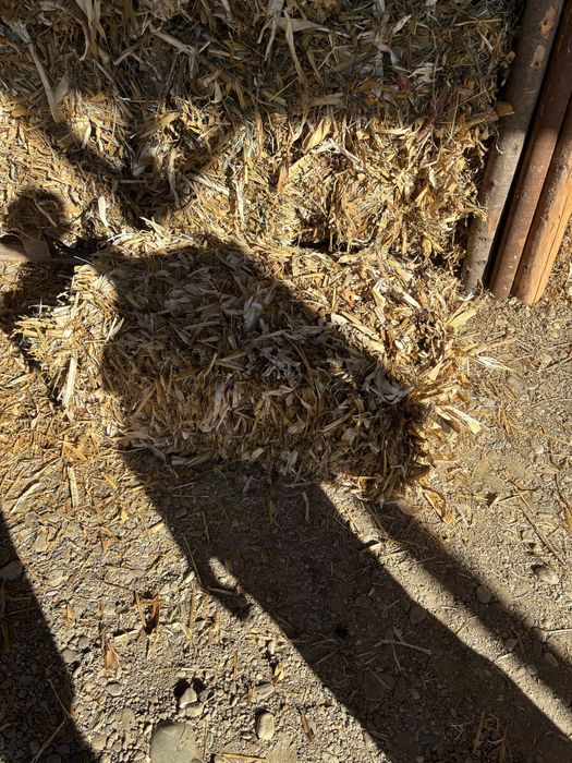 Baloti dreptunghiulari coceni Persinari • OLX.ro