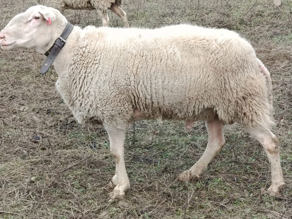 Berbec friz german si 14 oi metis din friz si 3 carlani Botosani • OLX.ro