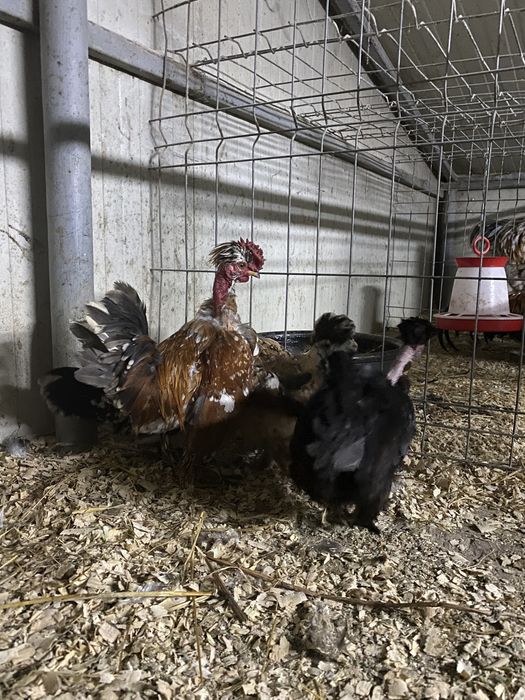 Perechi gaini pitice motate barboase golase Adjud • OLX.ro