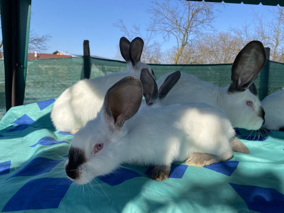 Vând iepuri Uriaș de Transilvania Zalau • OLX.ro