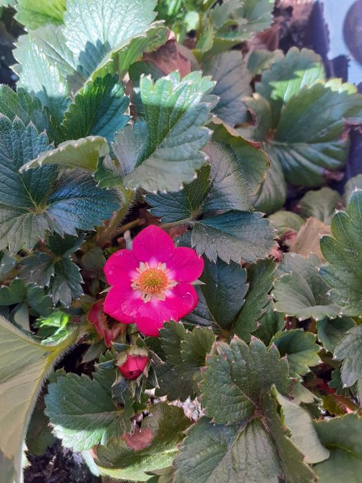 Vand fragi, capsuni cu flori rosii, roze si albe, in ghivece Visina ...