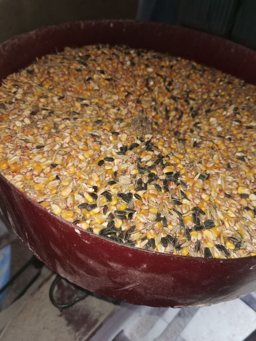 Uruiala amestec cereale Puchenii-Mosneni • OLX.ro