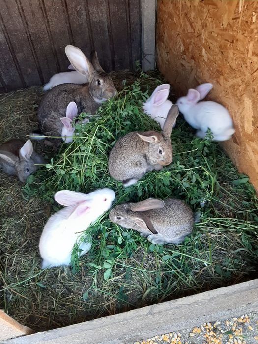 Vand iepuri rasa Belgian si Belgian incrucisat cu Urias German Lanurile ...