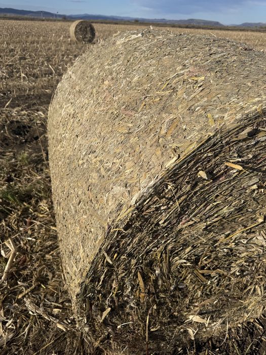 Baloti porumb 120 Buzau • OLX.ro