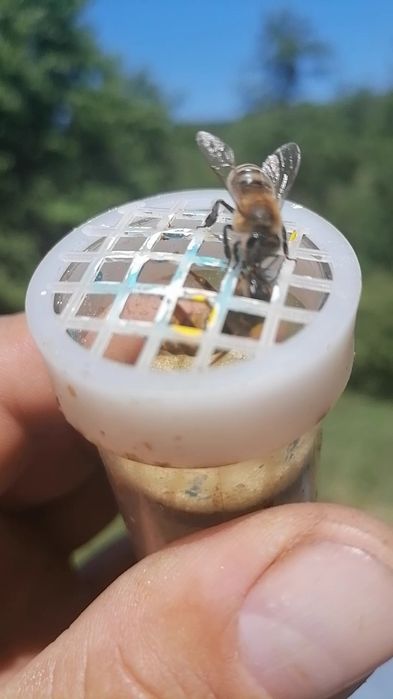 Famili albine și apicole, Camion, Vagon, inventar apicol Chiojdu • OLX.ro