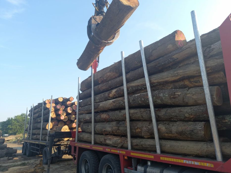 Bustean stejar A B Mureseni • OLX.ro