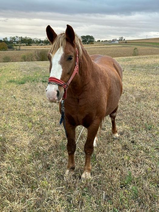 Vând iapa de 5 ani foarte cuminte ! În ultima poza este tatăl la iapa ...