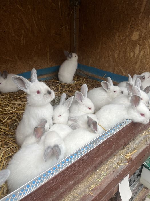 Iepurasi de paste Timisoara • OLX.ro