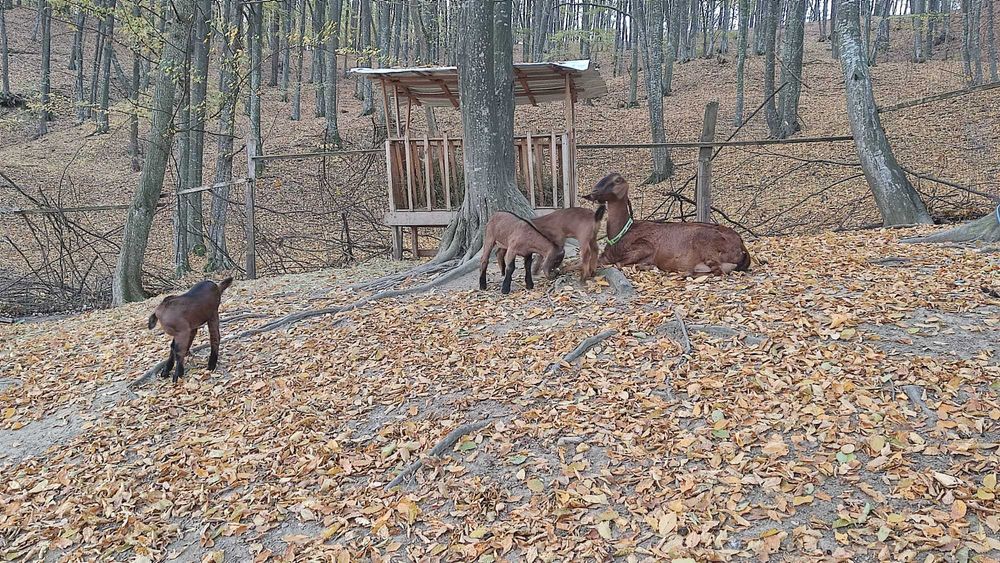 Caprita capra anglonubiana iada Pitesti • OLX.ro