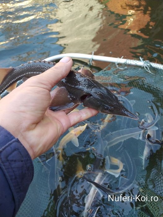 Sturioni (cega alba si normala, nisetru si nisetru siberiam). Turda ...