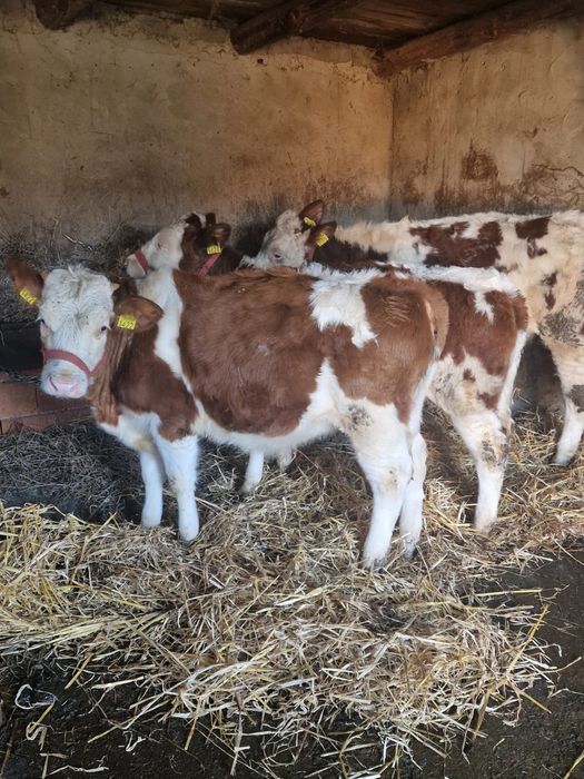 Vând 3 vitele genetica top Foeni • OLX.ro