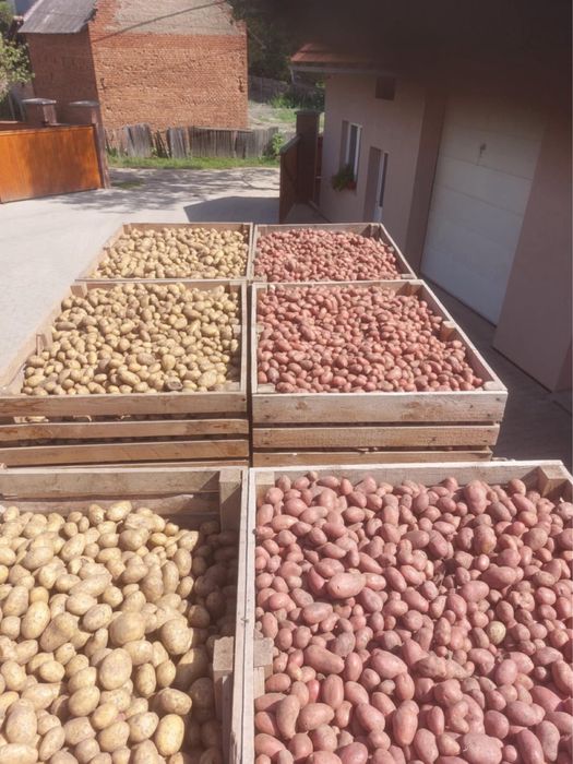 Vand cartofi de samanta Cernat • OLX.ro