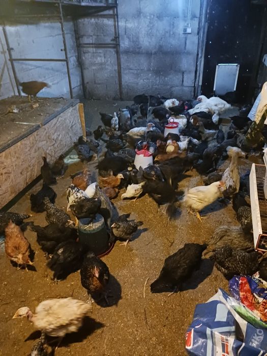 Vand pui de găină Predeal • OLX.ro