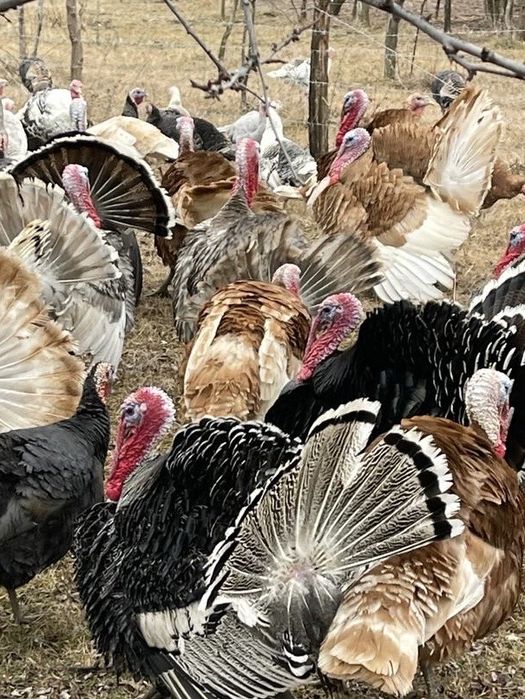 Curcani si curci romanesti Olteni • OLX.ro